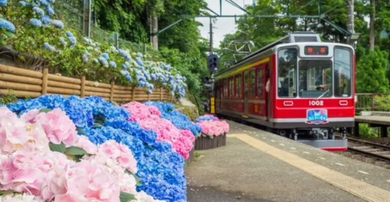 La ligne japonaise Hakone Tozan et son train aux hortensias (Japon ...